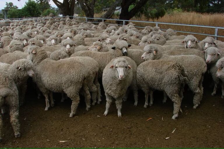 Tasmanian Aboriginal community celebrates hand back of Murrayfield ...